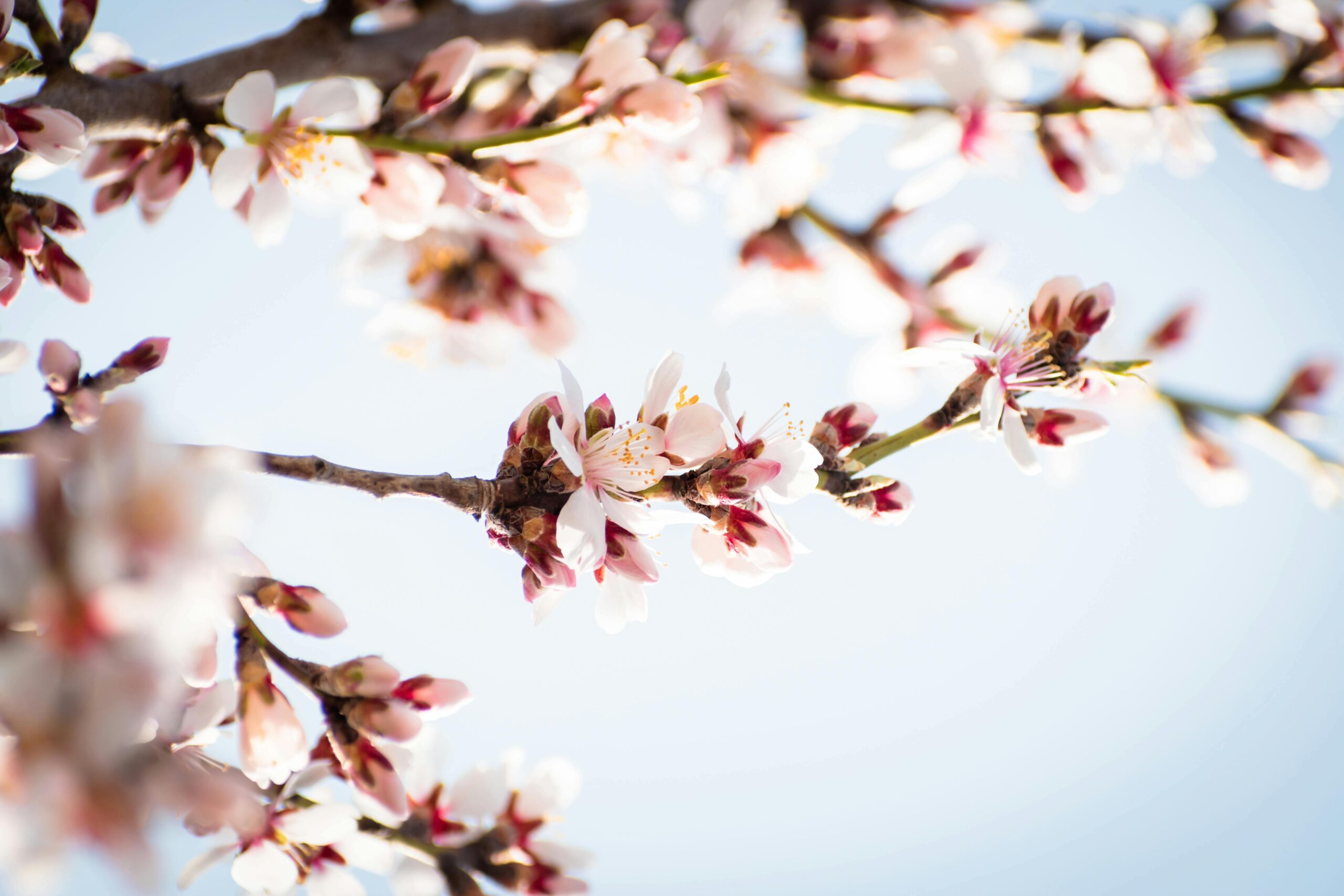 SPRING Offerings - Uma-Healing